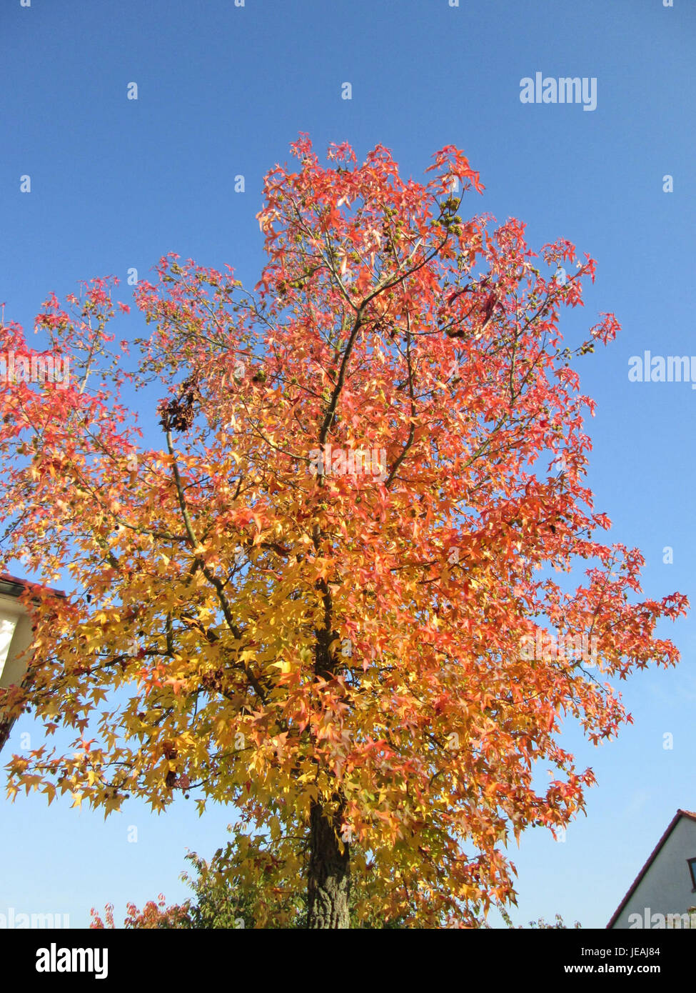 Liquidambar styraciflua, commonly known as sweetgum, is a deciduous ...