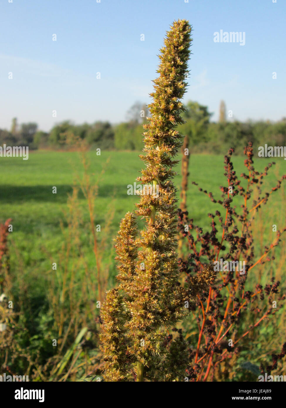 Plant features broad leaves hi-res stock photography and images - Alamy