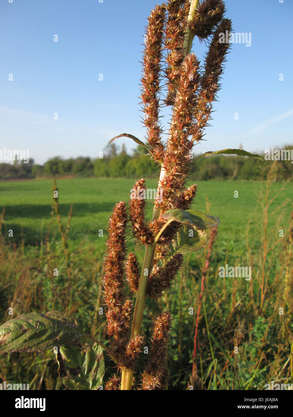This photograph from November 1, 2014, features Amaranthus retroflexus ...