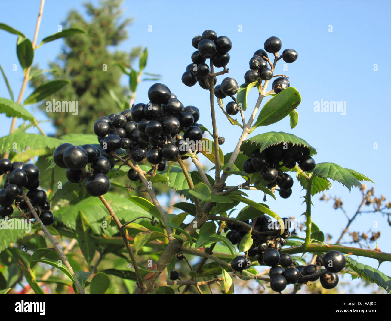Ligustrum vulgare, also known as common privet, is a deciduous shrub ...