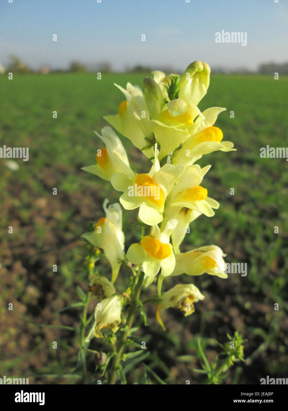 Linaria vulgaris, commonly known as common toadflax, is shown in this ...