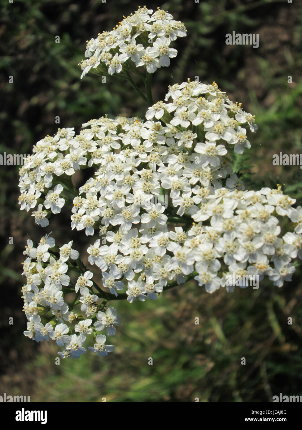 Achillea millefolium, commonly known as yarrow, is a herbaceous plant ...