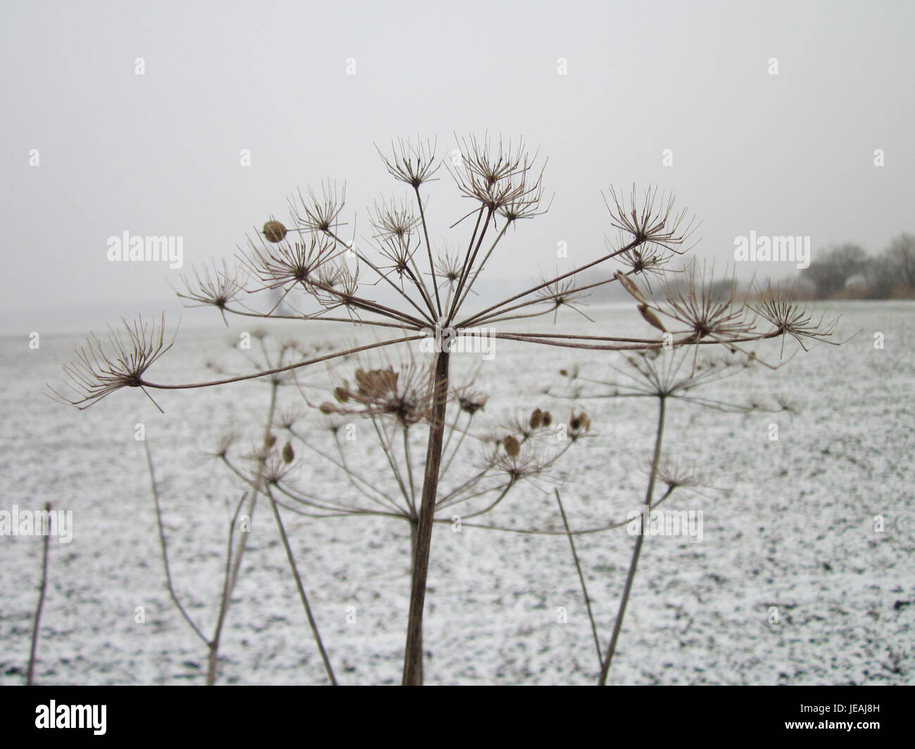 The Hockenheimer Rheinbogen is a region in Germany known for its ...