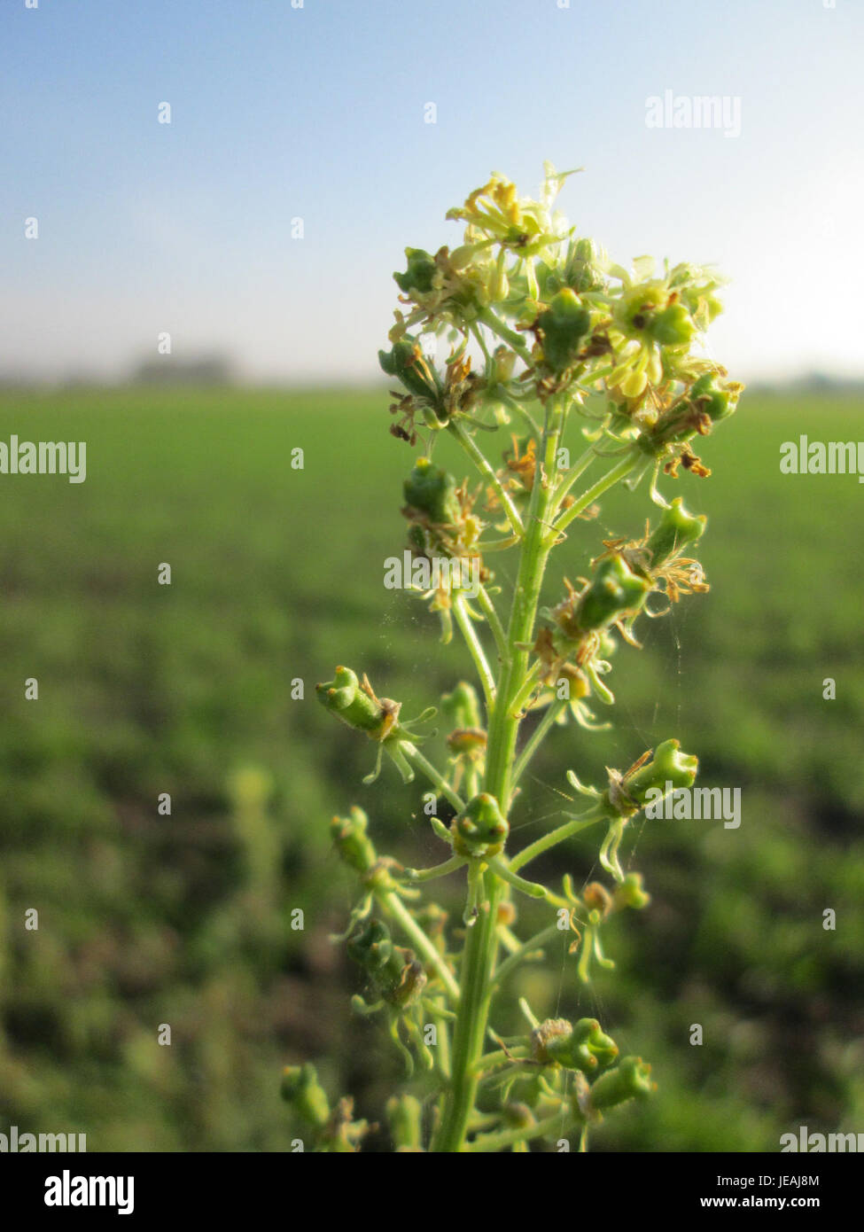 This image captures Reseda lutea, commonly known as the yellow ...