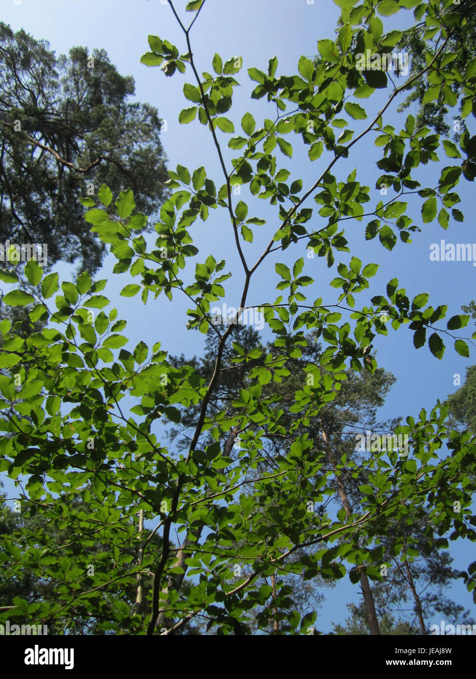 A photograph from July 10, 2013, showcasing the *Buche* (beech tree) in ...