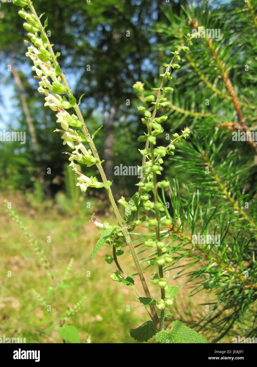 Species area hi-res stock photography and images - Alamy