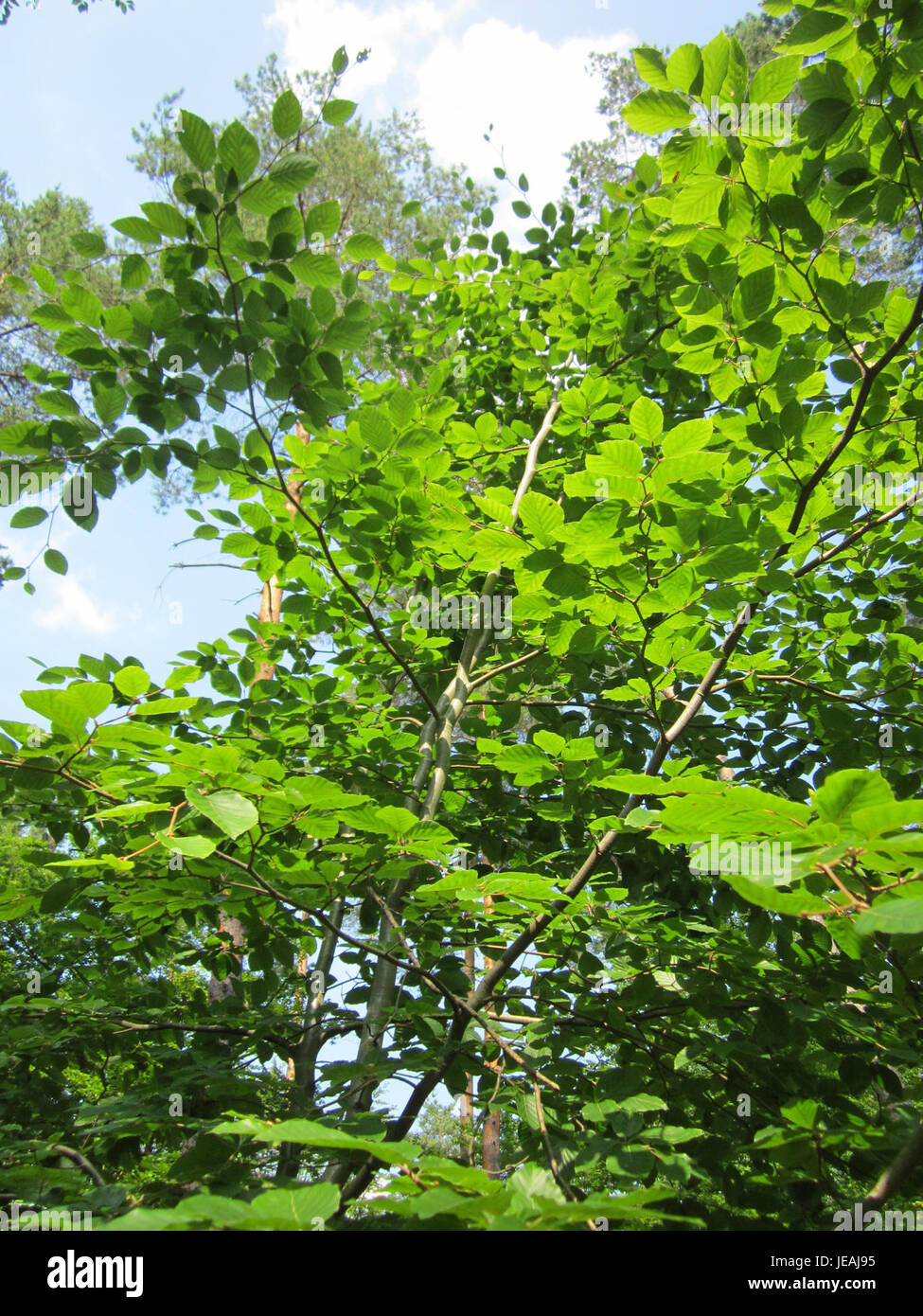 The image depicts a beech tree in the Schwetzinger Hardt forest in ...