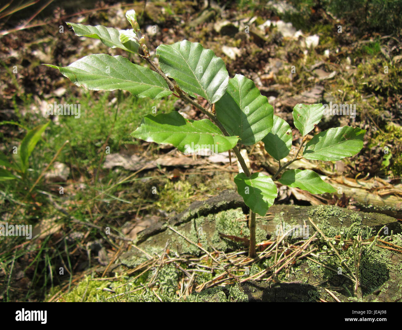 This image features a beech tree (Fagus sylvatica) in the Schwetzinger ...