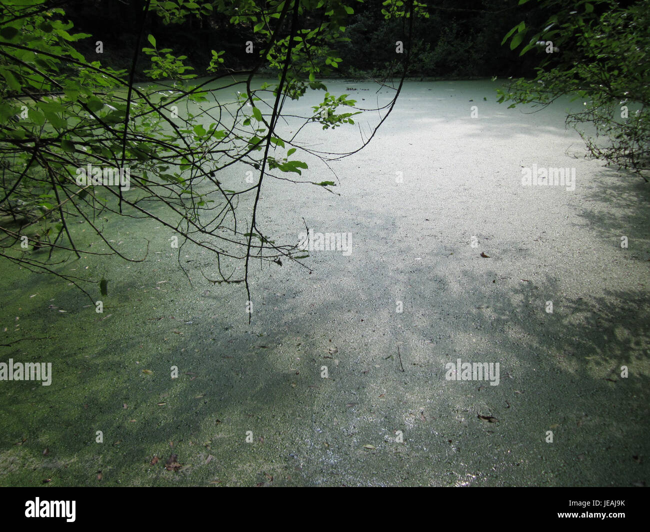 The title refers to a natural feature or water source in Schwetzinger ...