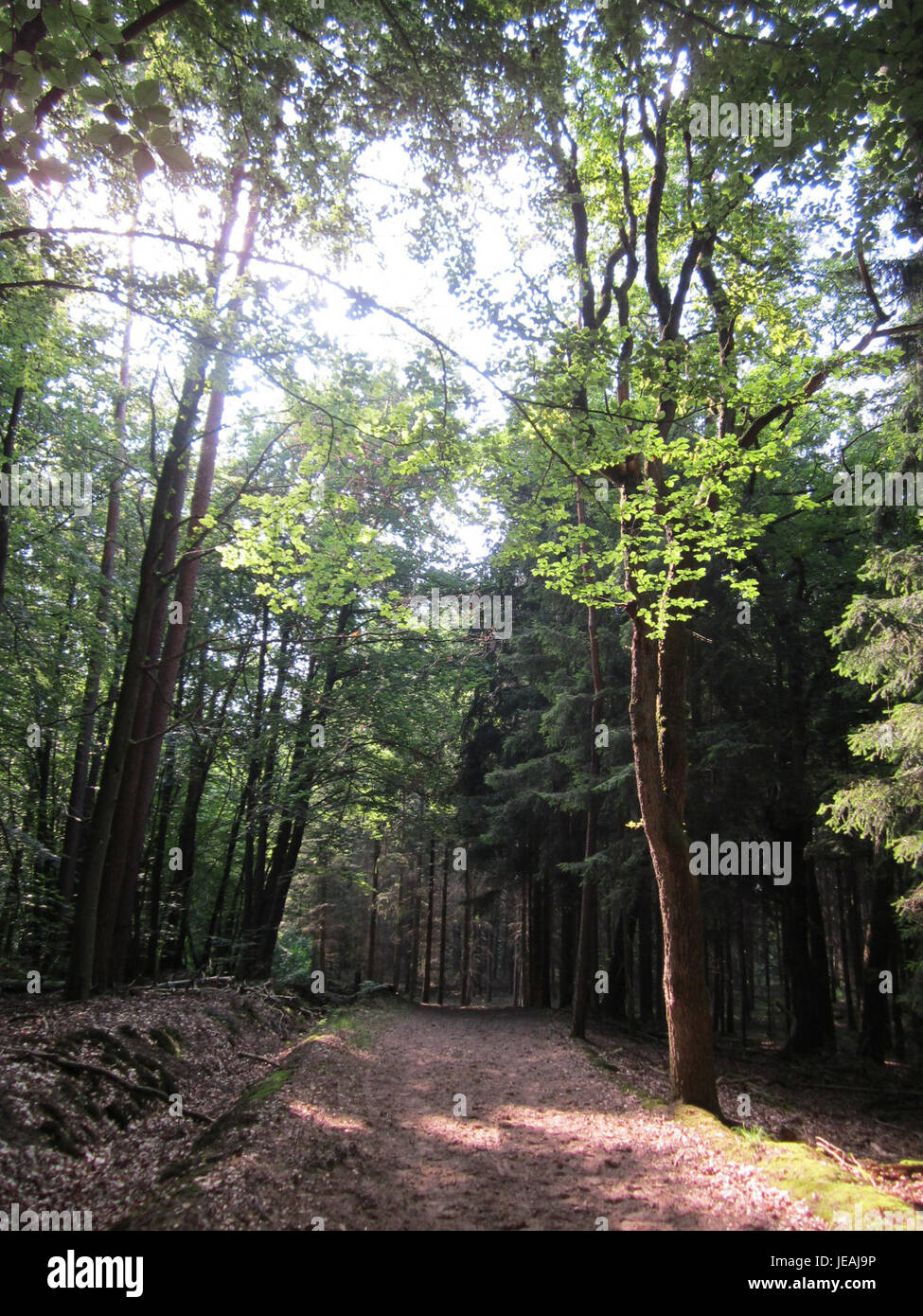 This image represents the Schwetzinger Hardt, a forested area in the ...
