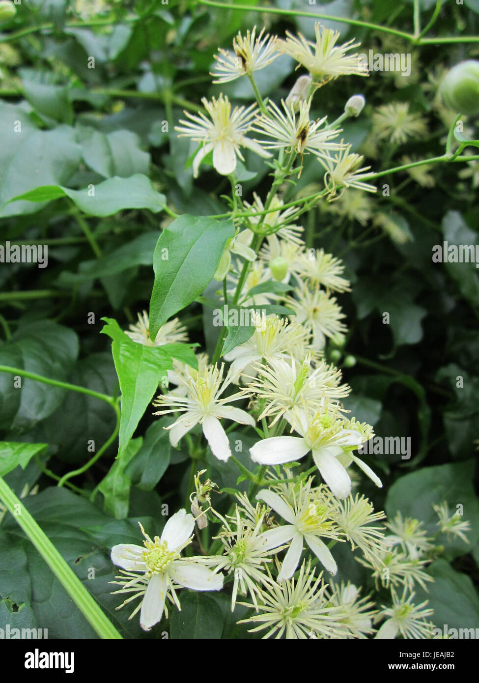 20130711Waldrebe Hockenheimer Rheinbogen02 Stock Photo - Alamy