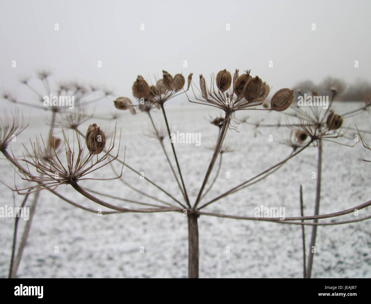 This image shows the *Hockenheimer Rheinbogen*, a scenic area along the ...
