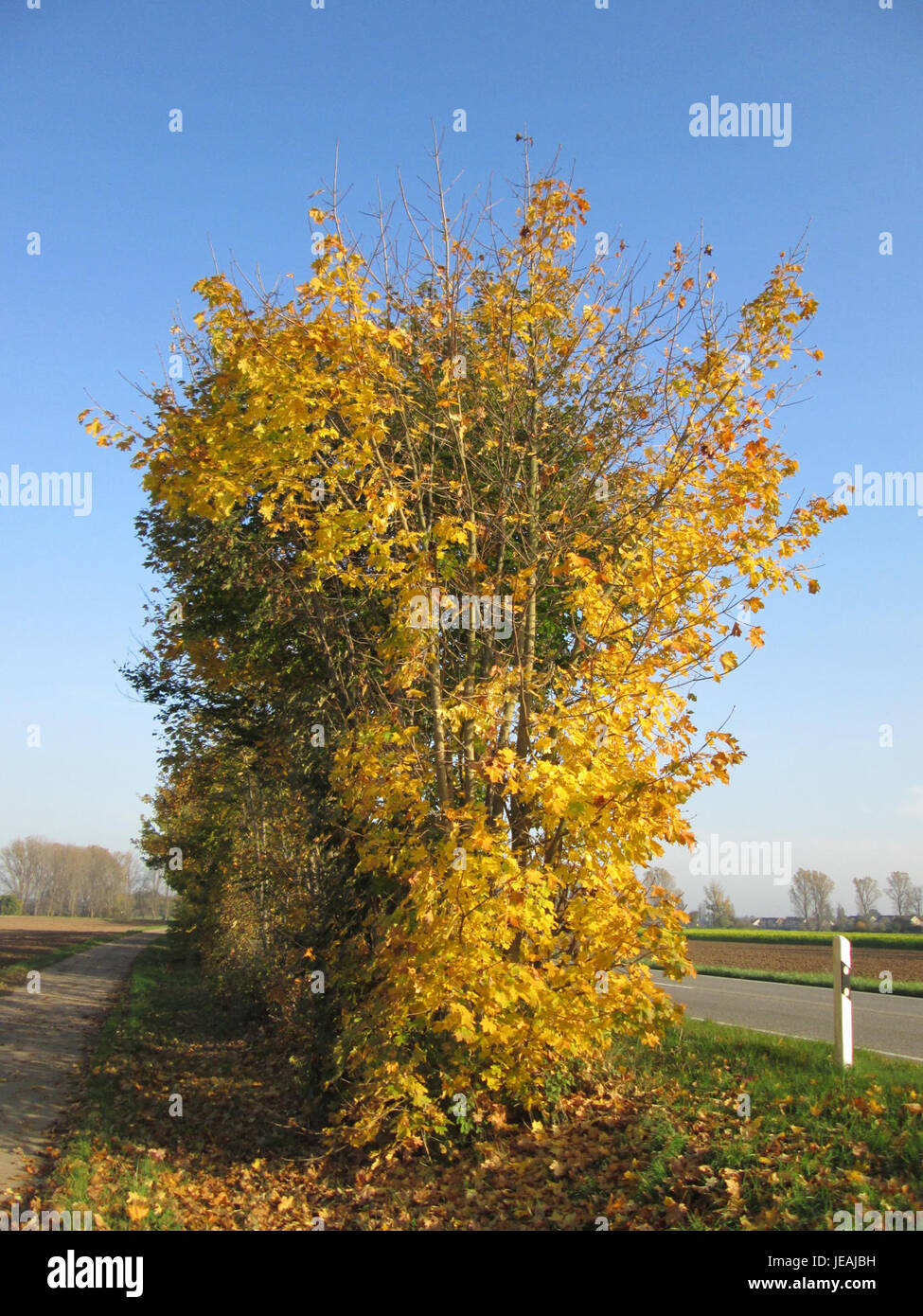 This image shows *Acer platanoides*, commonly known as Norway maple, a ...