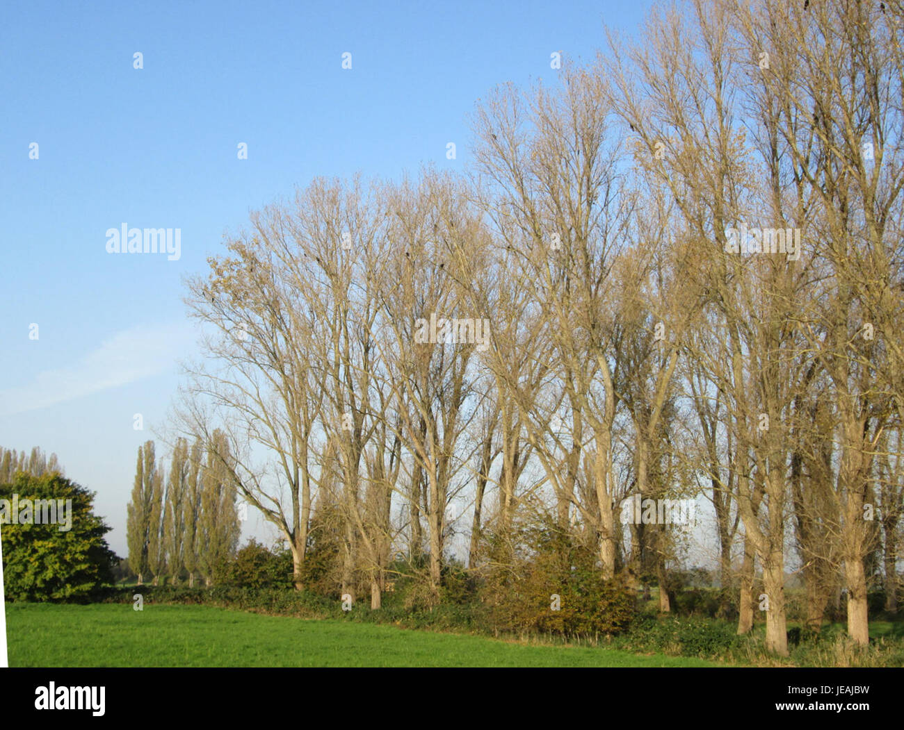 A photograph of Populus x canadensis, a hybrid poplar tree, taken on November 1, 2014. This tree ...