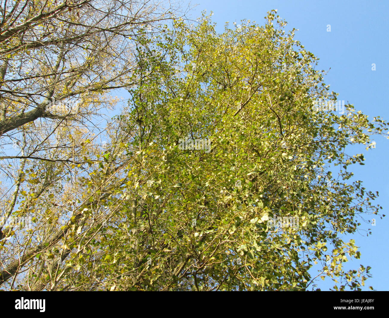 Species populus deltoides hi-res stock photography and images - Alamy