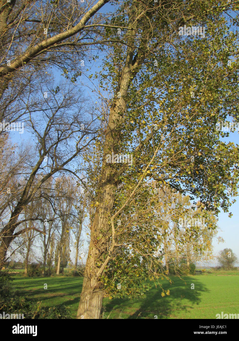 Populus x canadensis, commonly known as the Canadian poplar, is a hybrid species of poplar tree ...