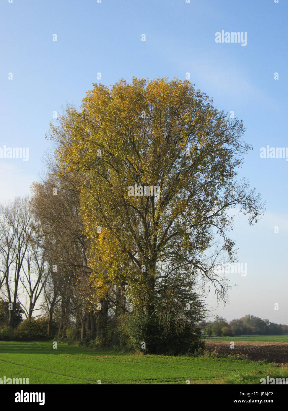 Populus x canadensis is a hybrid tree species commonly known as the Canadian poplar. It is known ...