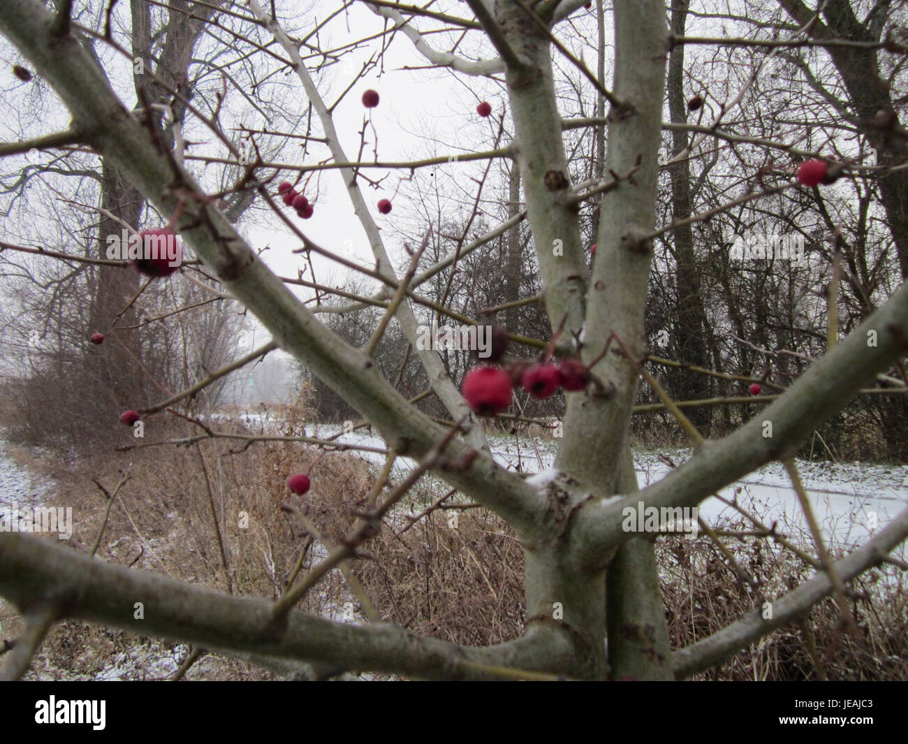 The Hockenheimer Rheinbogen is a natural area located along the Rhine ...