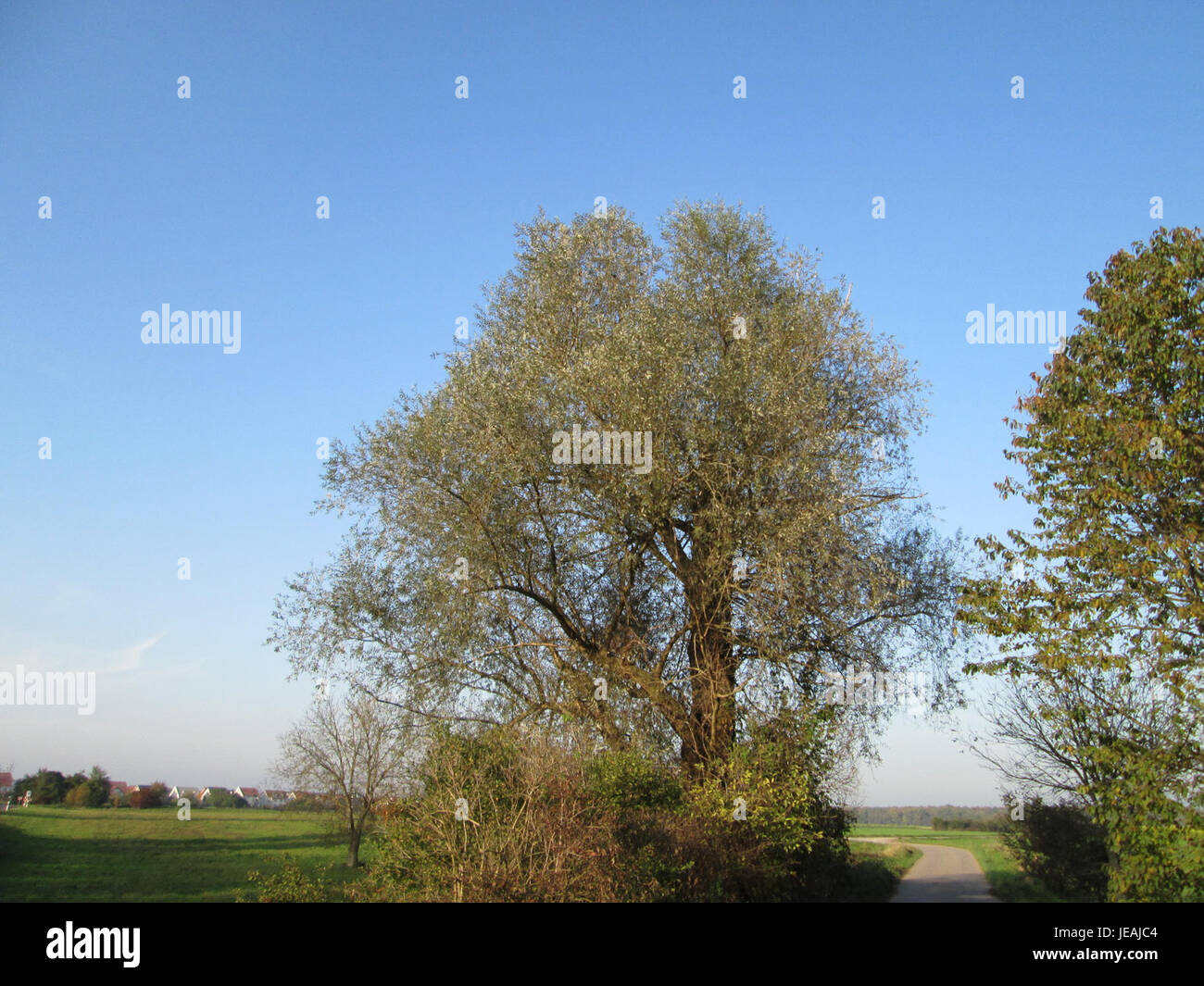 Salix alba, commonly known as the white willow, is a tree native to ...