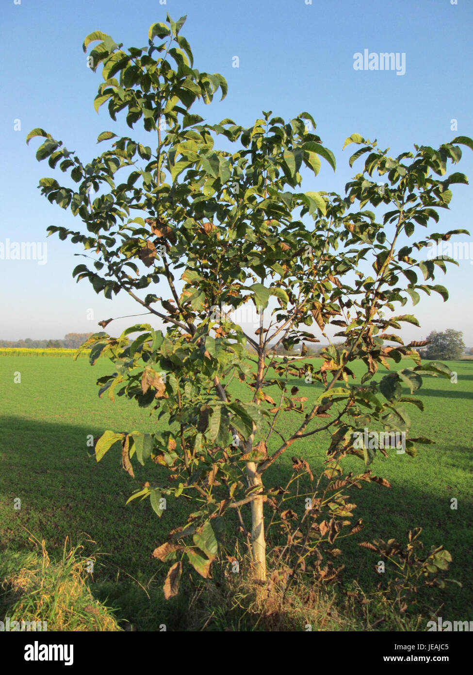 A photograph taken on November 1, 2014, showing a mature Juglans regia ...