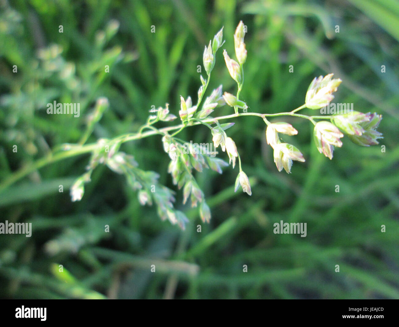 Poa annua, commonly known as annual bluegrass, is a fast-growing grass ...