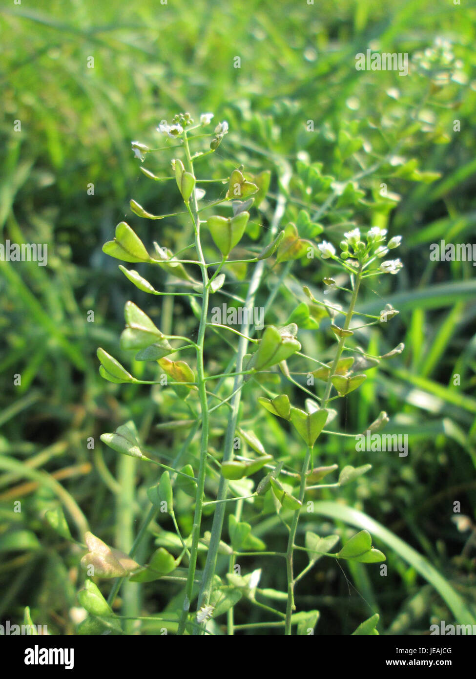Capsella bursa pastoris known hi-res stock photography and images - Alamy