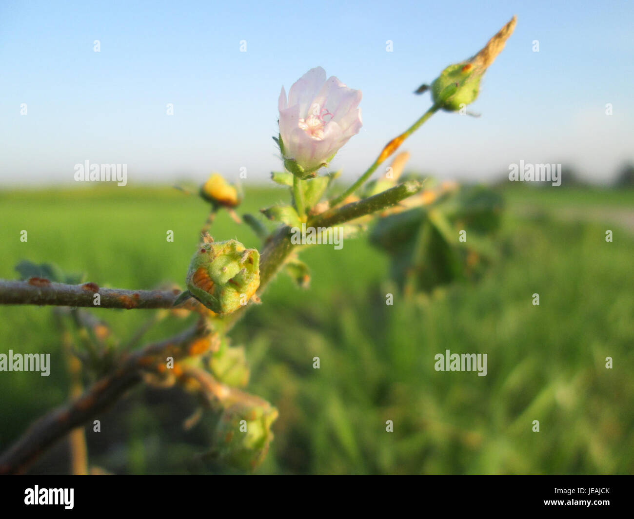 Common mallow malva neglecta hi-res stock photography and images - Alamy