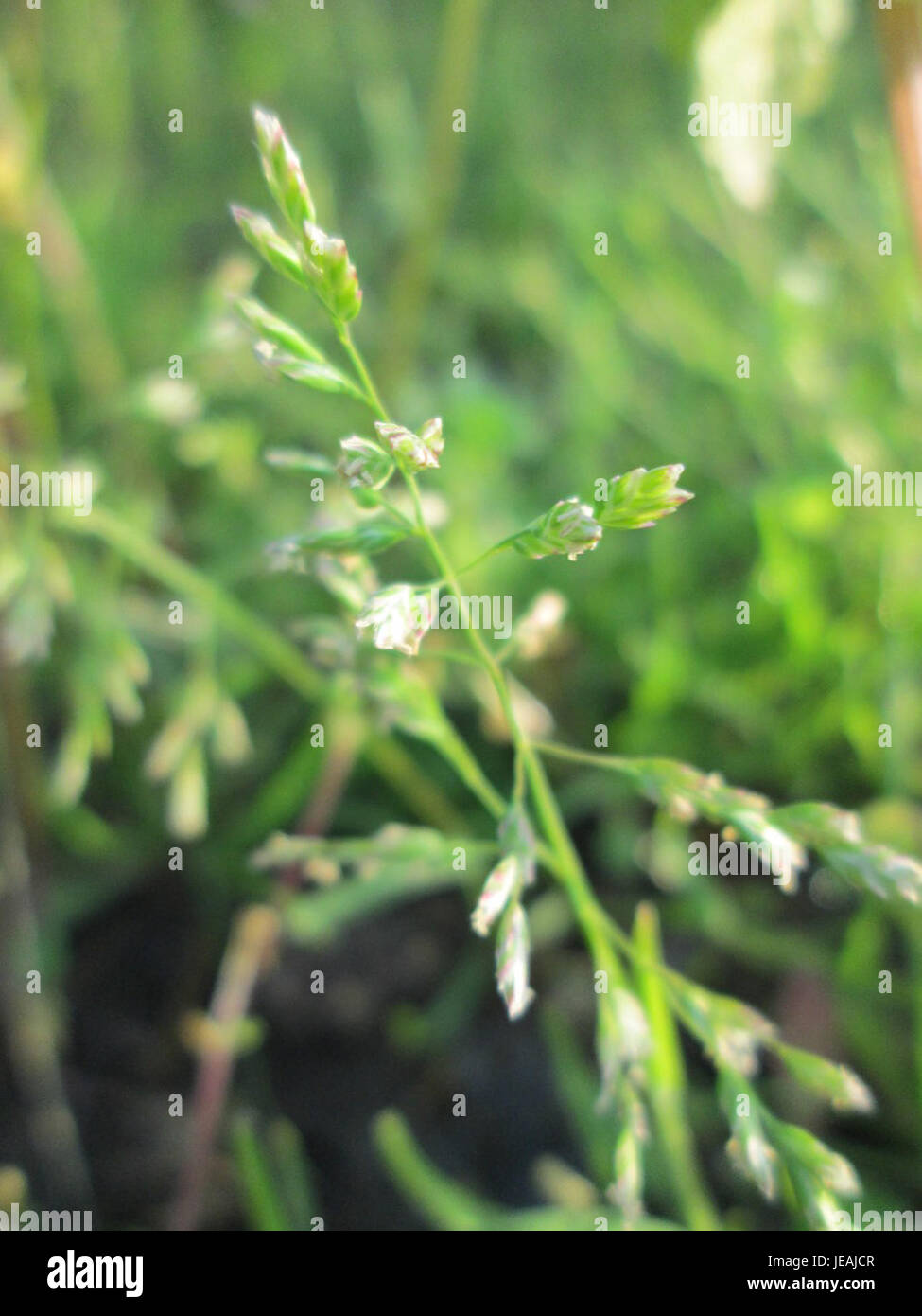 Photograph of Poa annua, commonly known as annual bluegrass, taken on ...