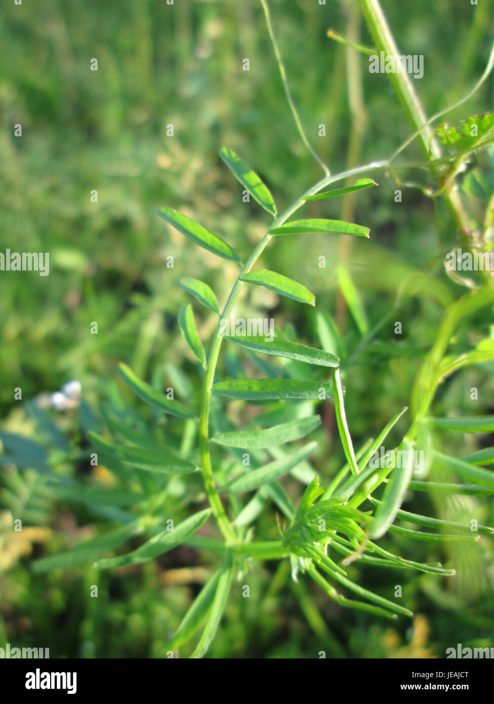 Vicia hirsuta, commonly known as the hairy vetch, is a species of ...