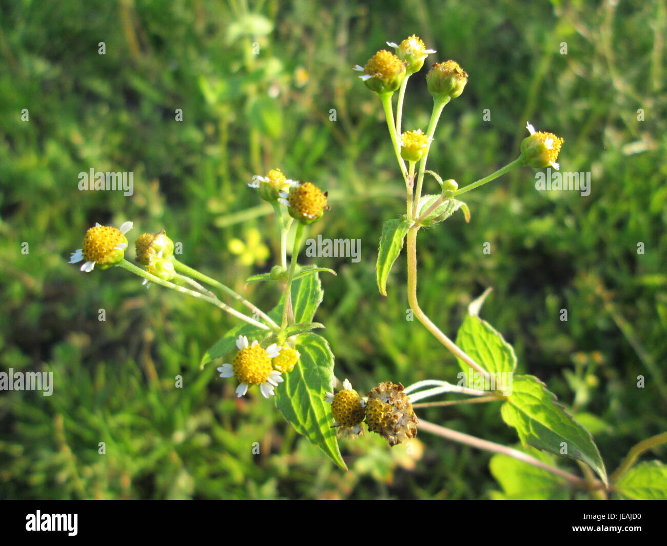 A photograph of Galinsoga parviflora, commonly known as the small ...