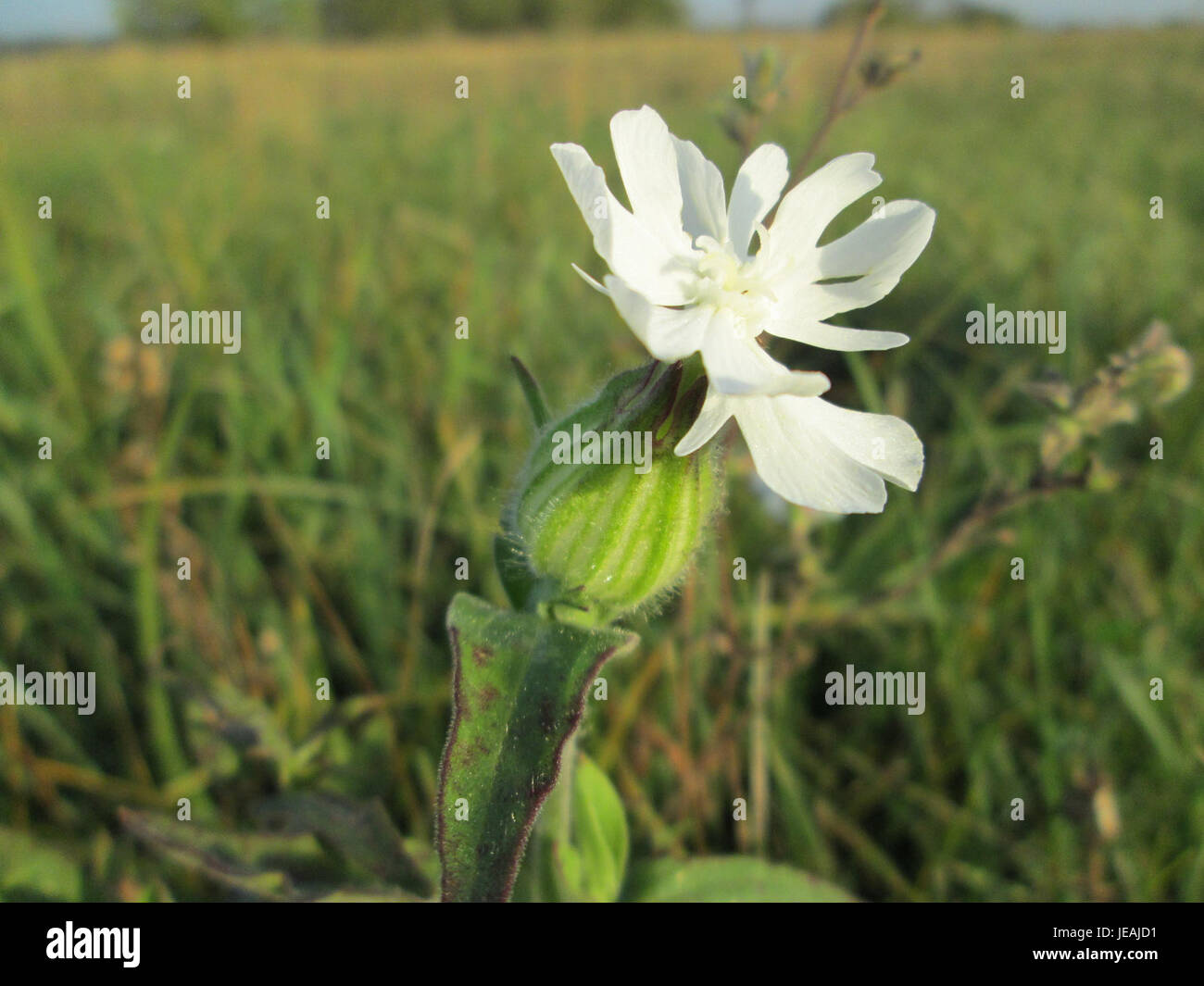 White Campion Uses | Bladder Campion: Pictures, Flowers, Leaves ...