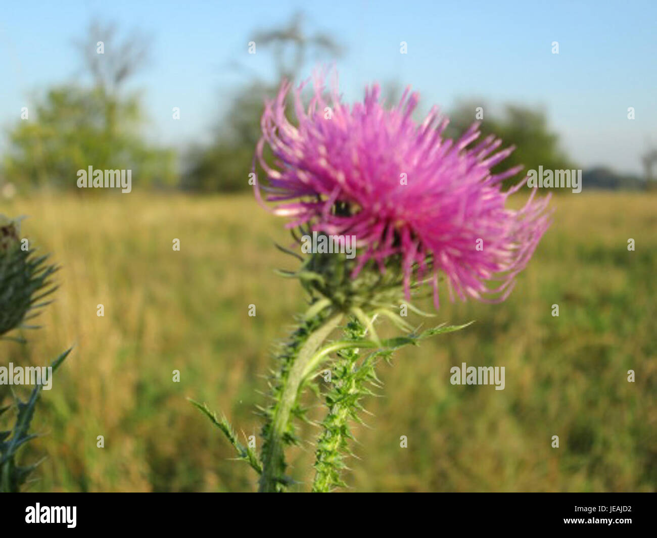 Carduus acanthoides, commonly known as plumeless thistle, is a biennial ...