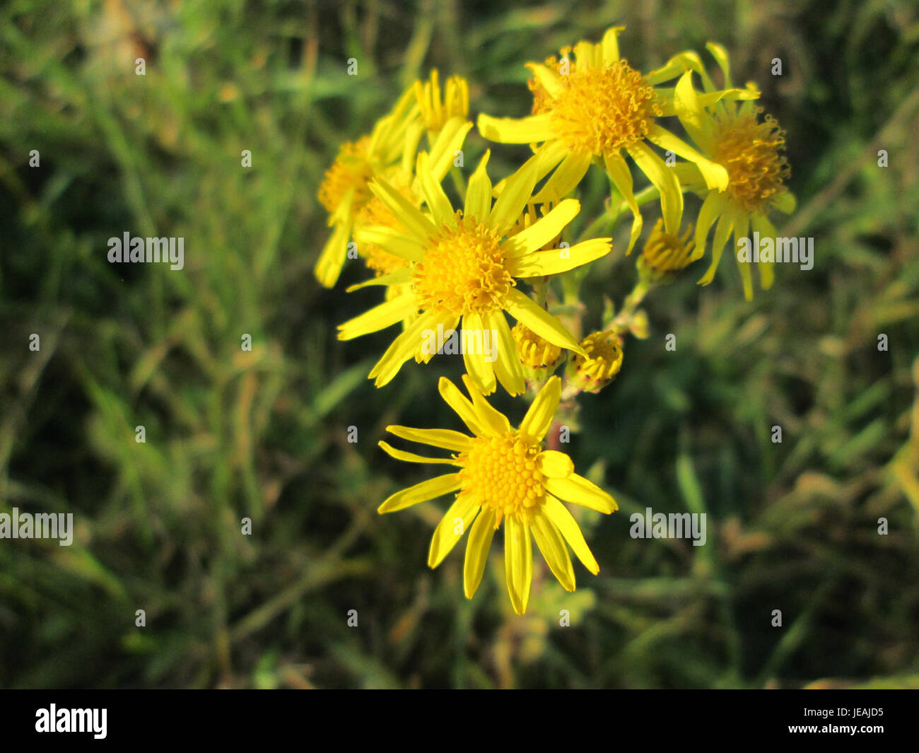 Jacobaea vulgaris, commonly known as common ragwort, is a plant native ...