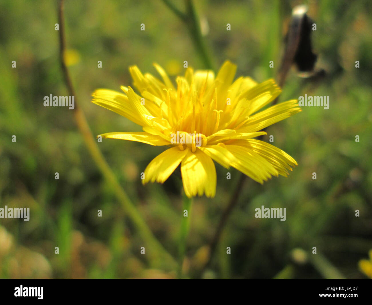 Crepis biennis, commonly known as the hawkbit or common hawkweed, is a ...