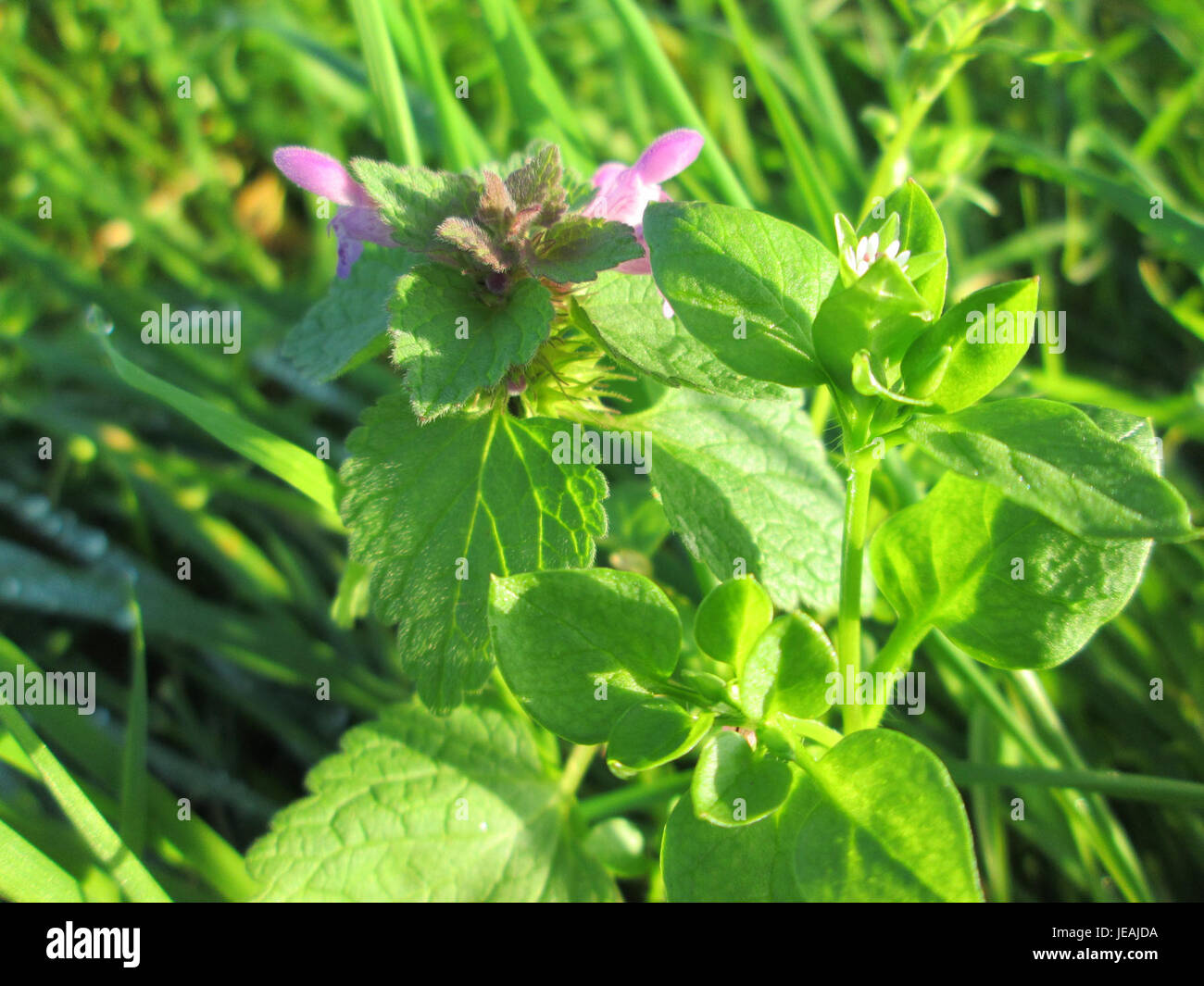 A photograph of Lamium purpureum, commonly known as purple dead-nettle ...