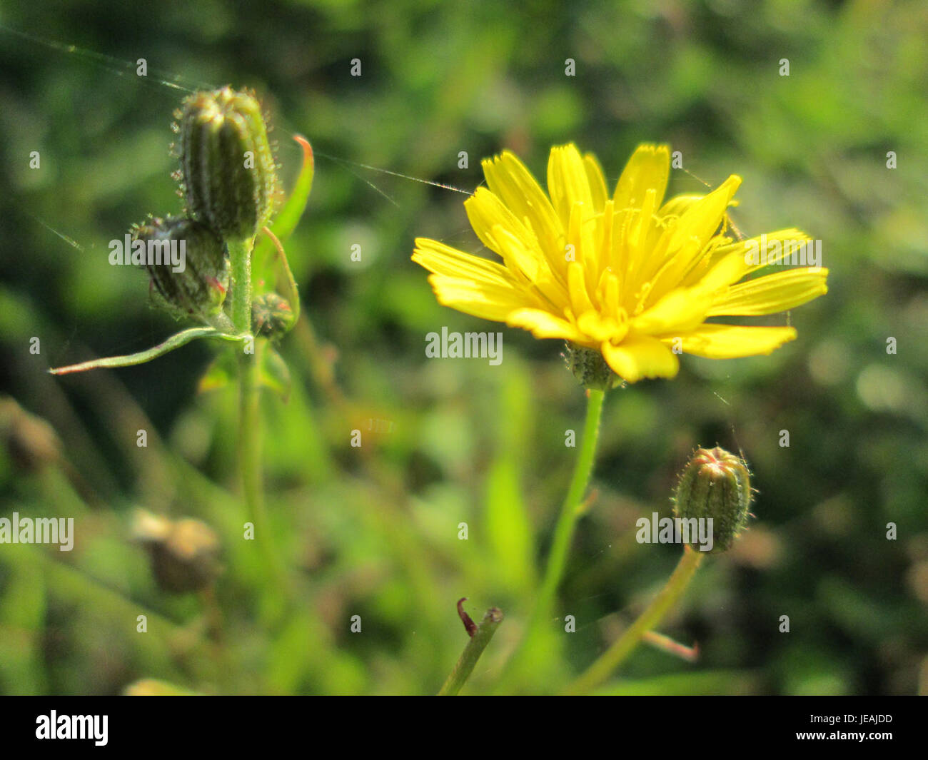 Adaptive flowers hi-res stock photography and images - Alamy