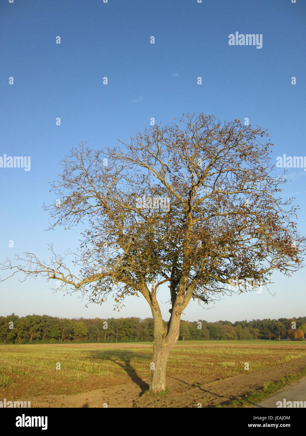 Juglans regia, commonly known as the English walnut, is a deciduous ...