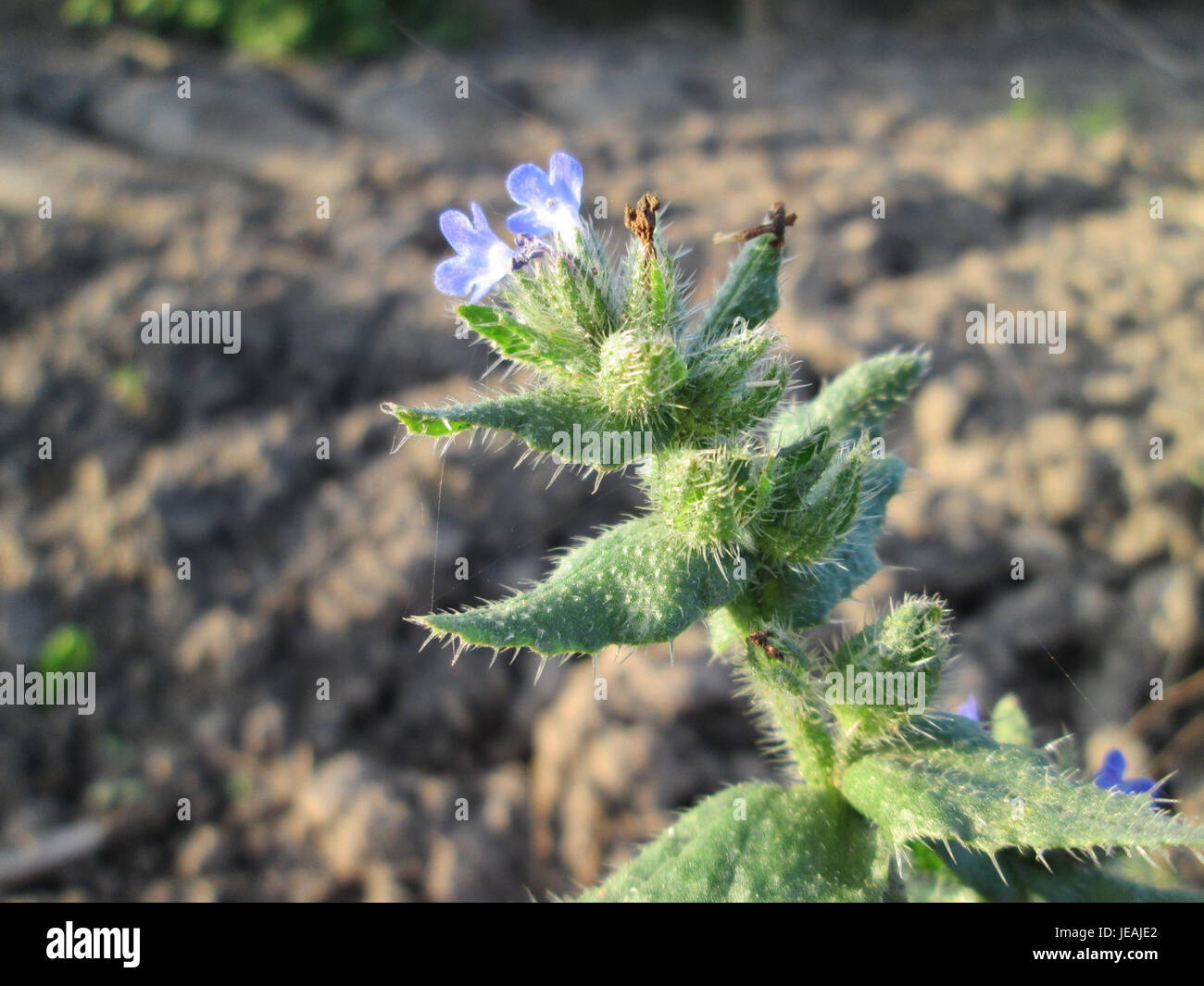 This image depicts Anchusa arvensis, commonly known as field bugloss ...