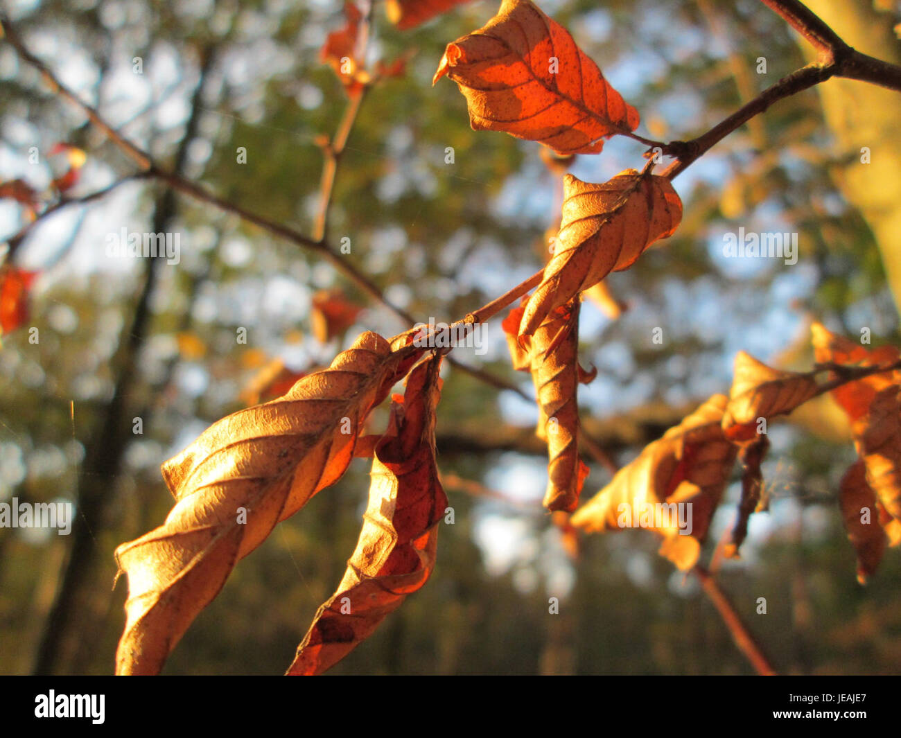 Carpinus betulus, commonly known as the European hornbeam, is a ...