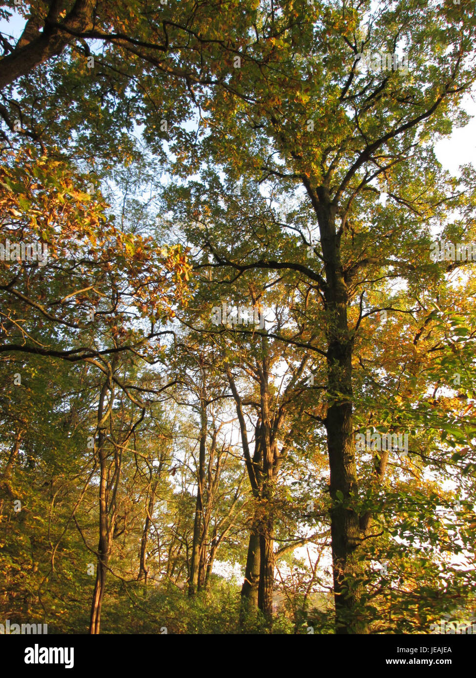 Quercus robur, also known as the English oak, is a large deciduous tree ...