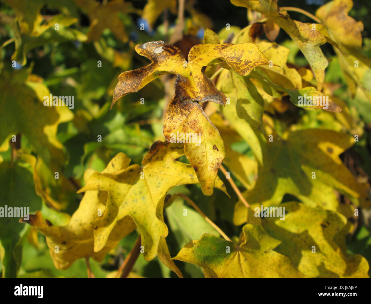 Acer campestre, commonly known as field maple, is a small deciduous ...