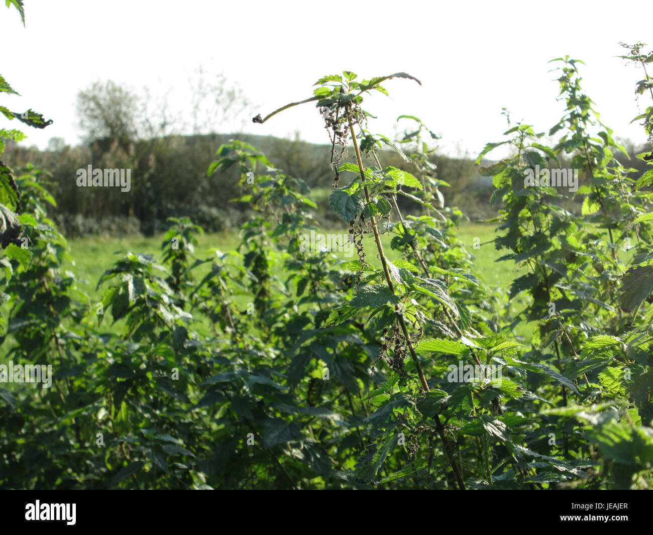 Urtica dioica, commonly known as stinging nettle, is a perennial ...