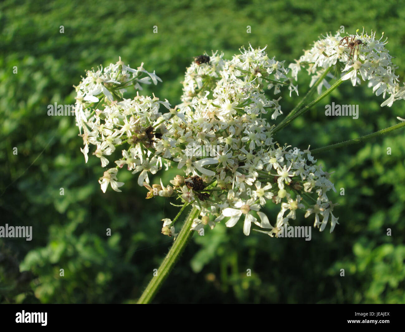 Umbrella like flower hi-res stock photography and images - Alamy