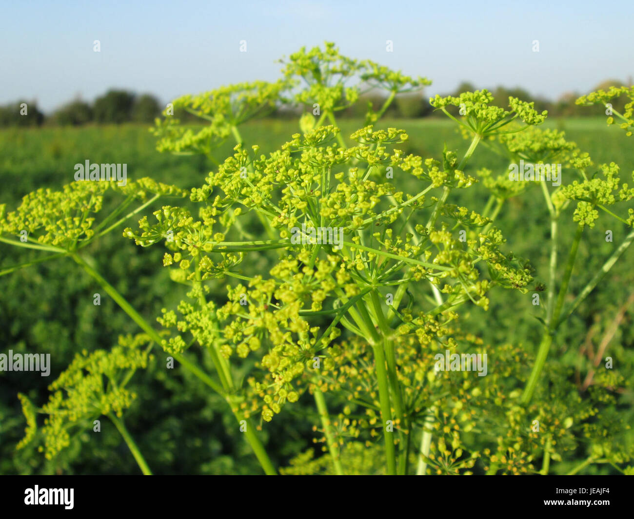 Pastinaca sativa, commonly known as parsnip, is a root vegetable in the ...