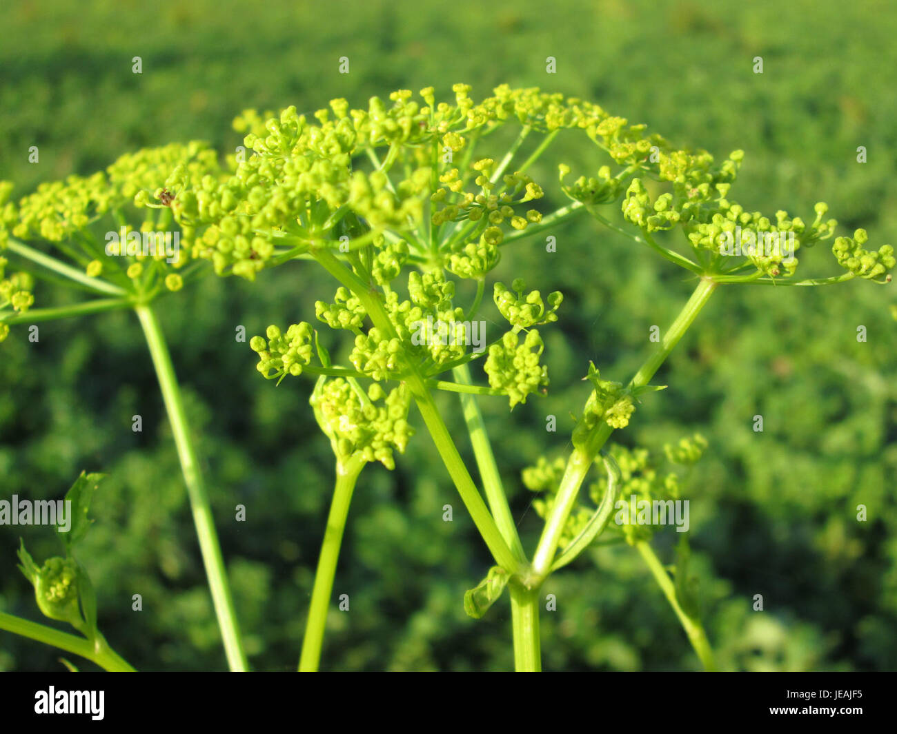 Pastinaca sativa, also known as parsnip, is a root vegetable cultivated ...