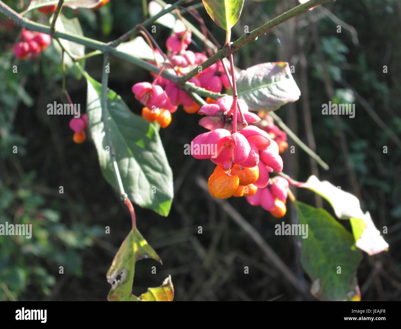 A botanical image of Euonymus europaeus, commonly known as the European ...