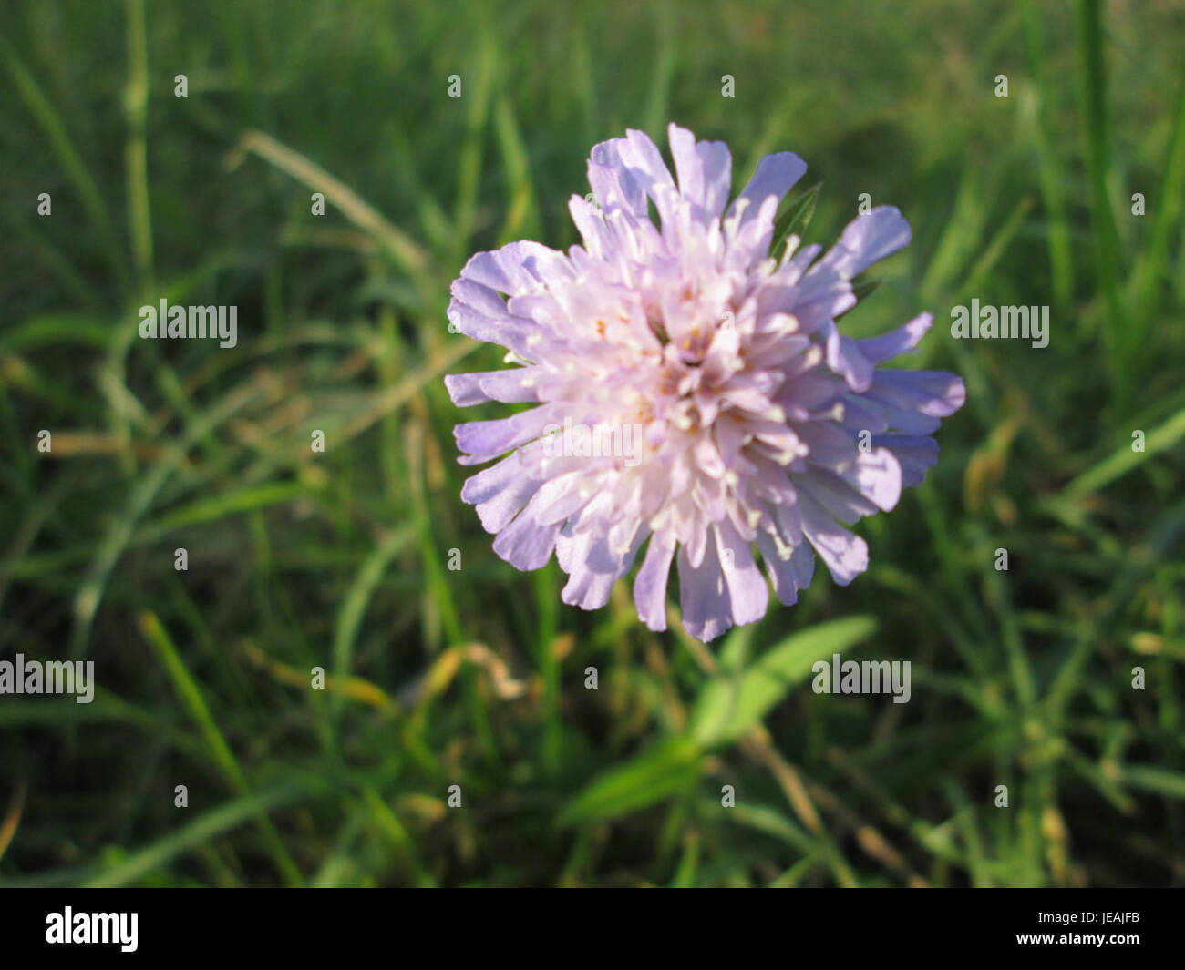 Scabiosa columbaria, commonly known as small scabious, is a flowering ...