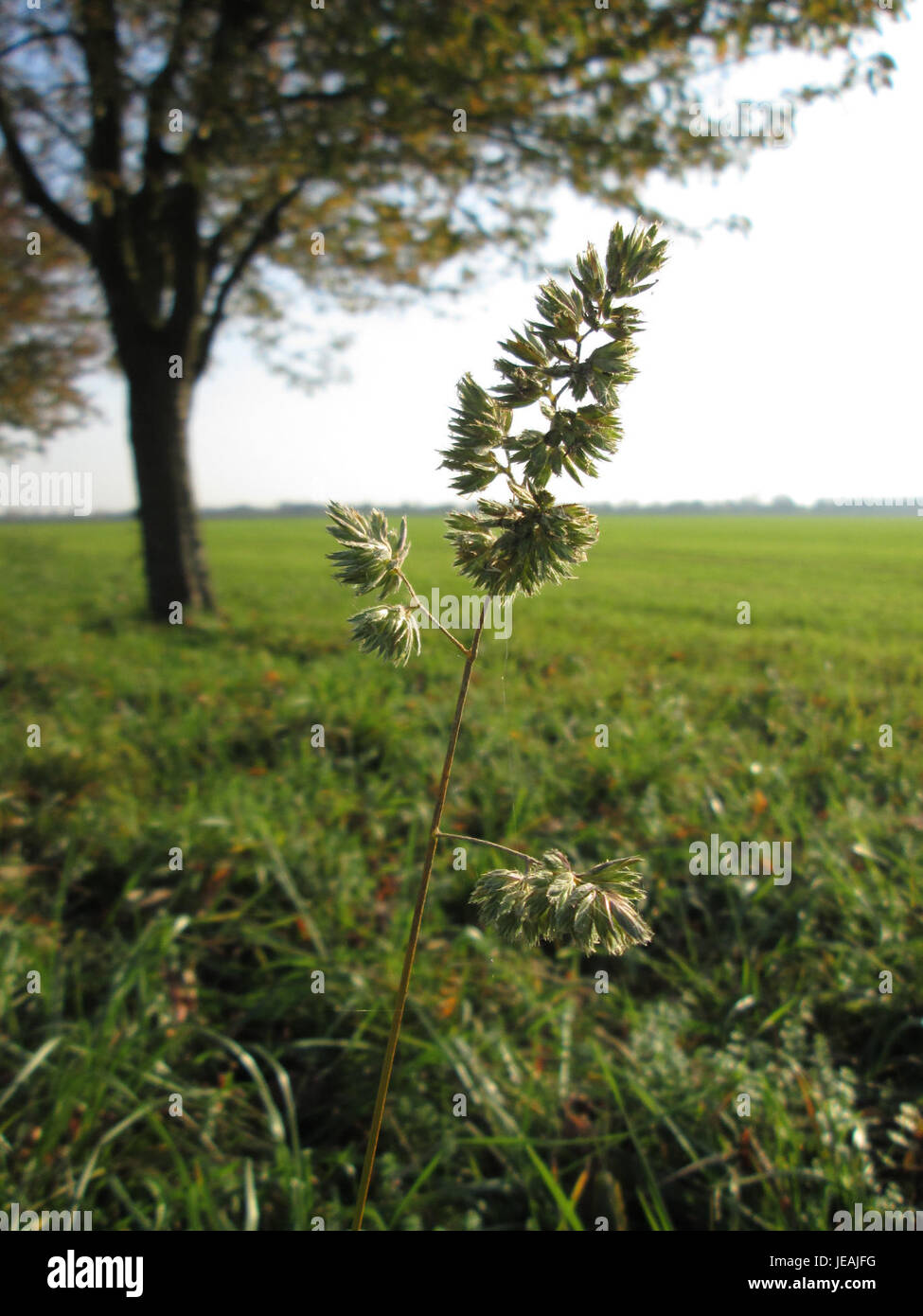Grass clusters hi-res stock photography and images - Alamy