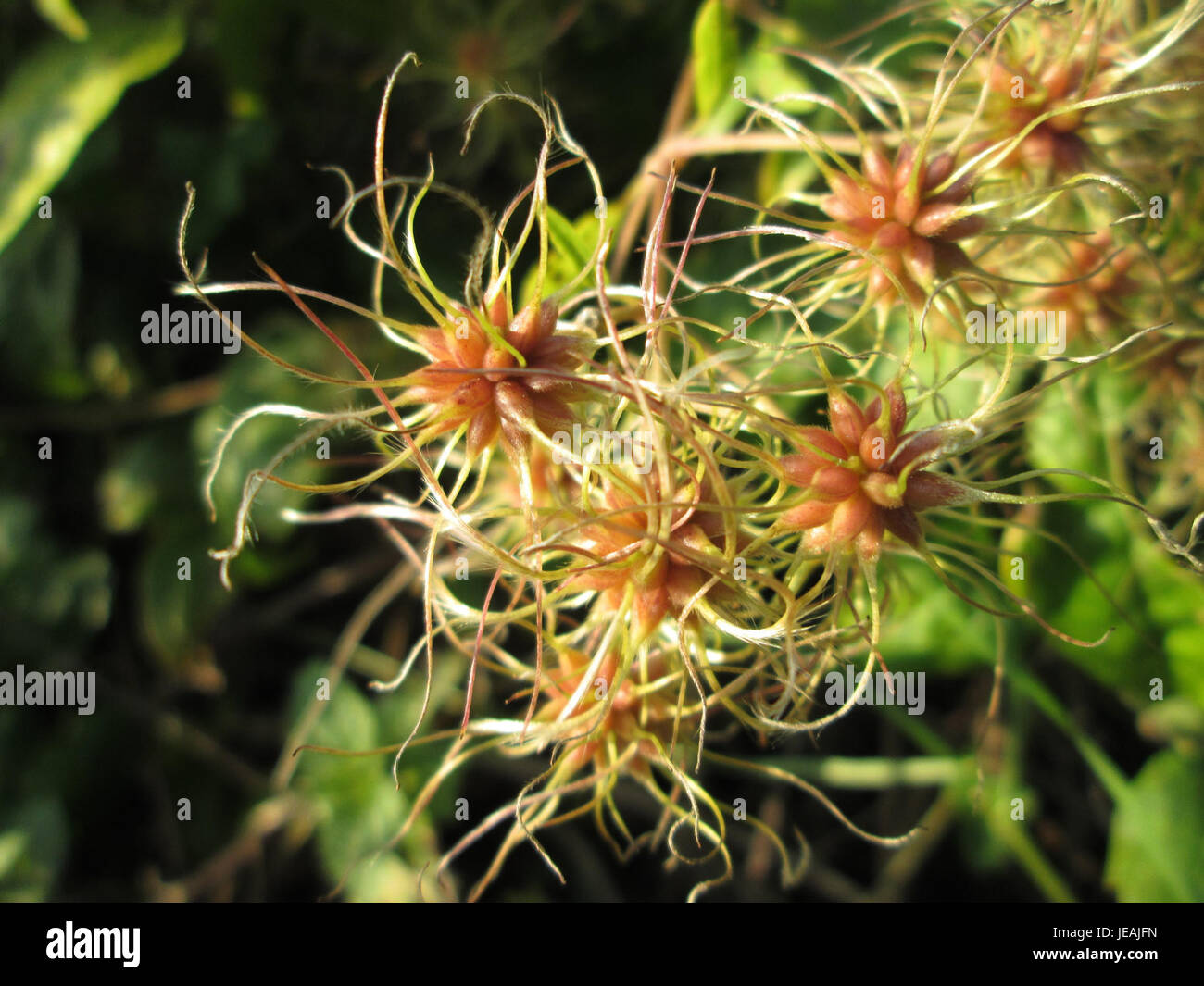 Clematis vitalba, commonly known as old man's beard, is a fast-growing ...