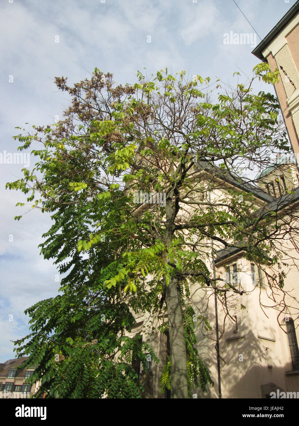 Ailanthus altissima, commonly known as the tree of heaven, is a fast ...